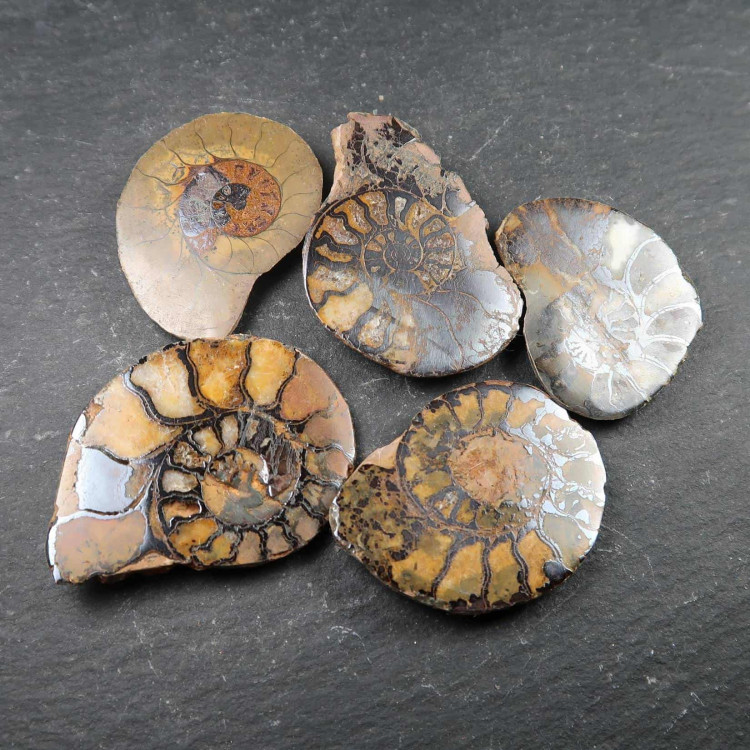 Fossilised Ammonite Specimens - Buy Ammonite Fossils Online