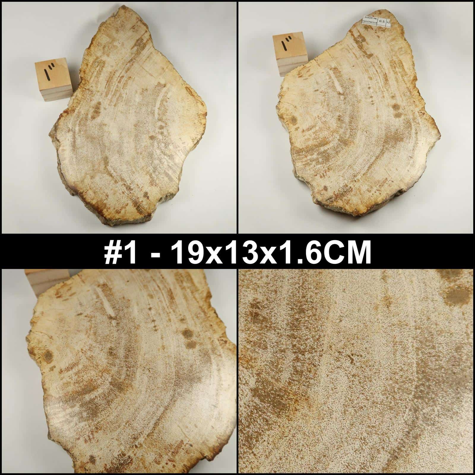 Petrified Wood Slices - Buy polished Petrified Wood Slices UK