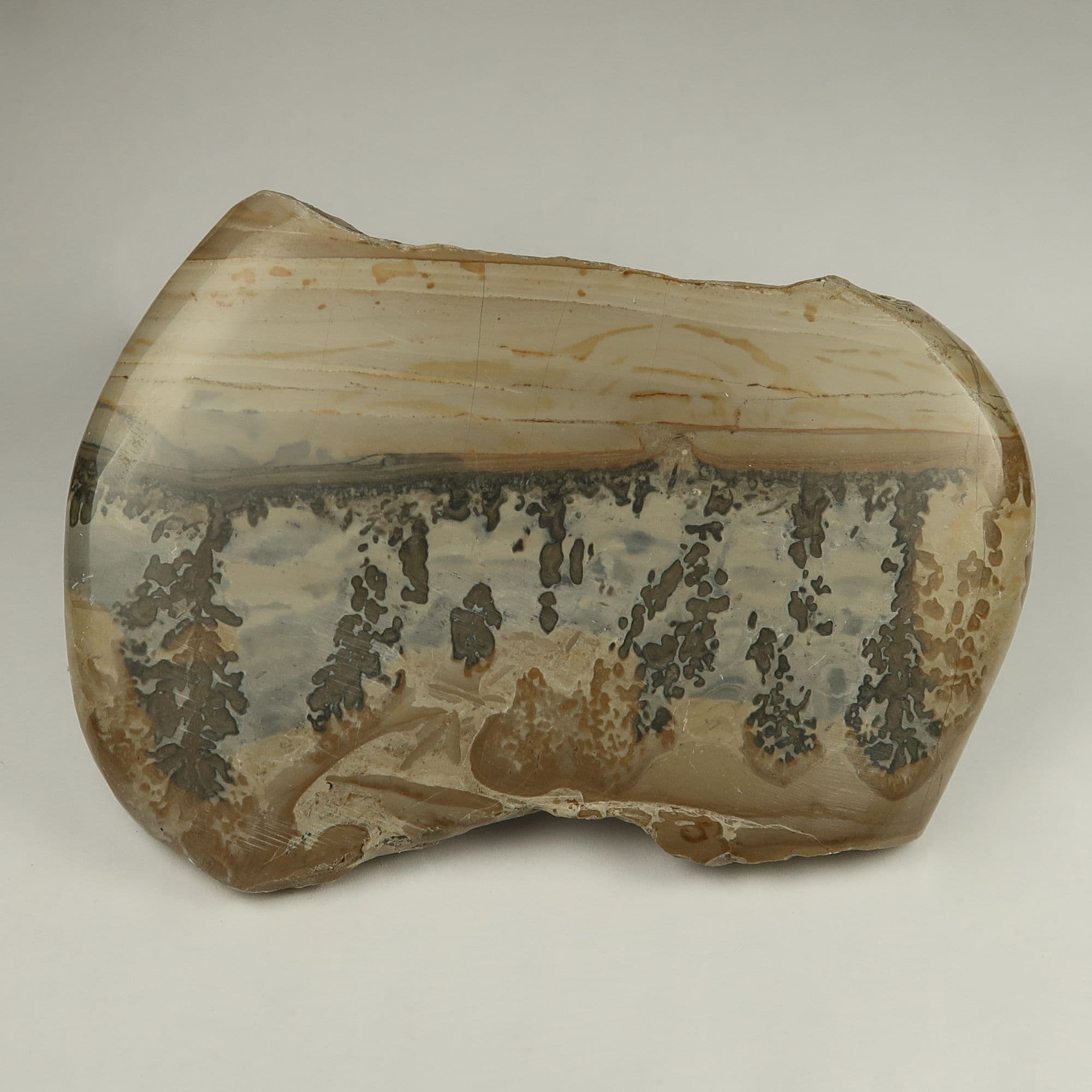 Polished Cotham Marble - Buy Cotham Marble Specimens Online - UK