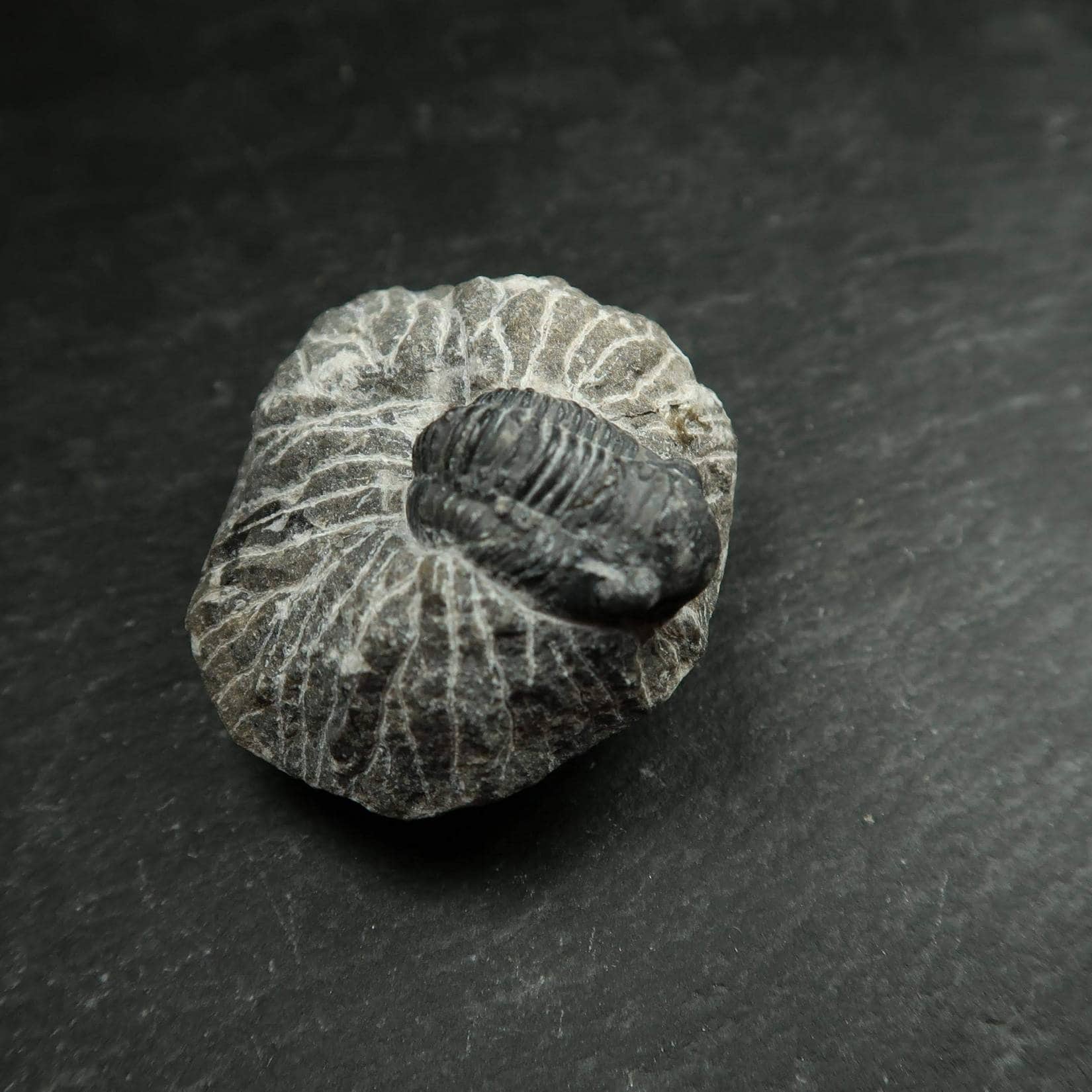 Phacops Trilobite on matrix - Buy Trilobite Fossils Online - UK Fossil Shop