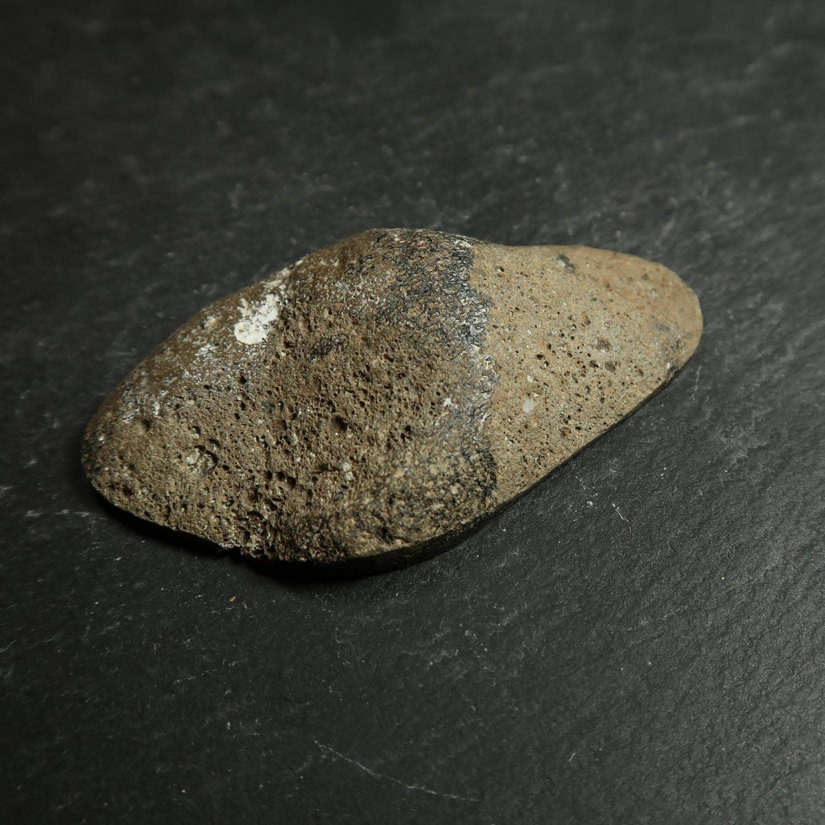 Polished Dinosaur Bone