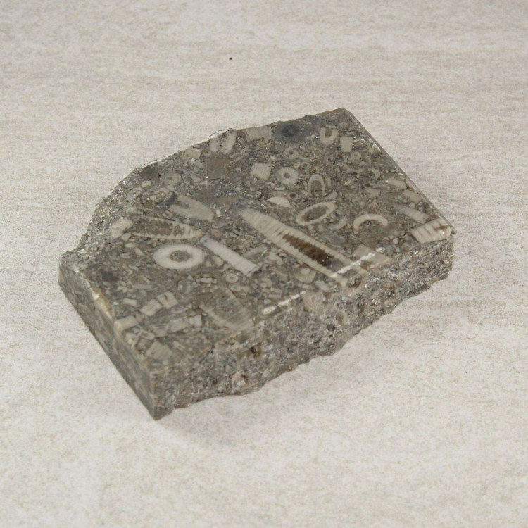 Polished Crinoidal Limestone slices - Crinoid fossils - UK Fossil Shop