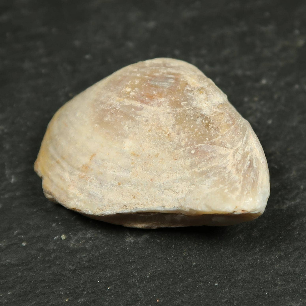 Australian Opalised Shell Fossils - Buy Opal Specimens Online - UK Gems