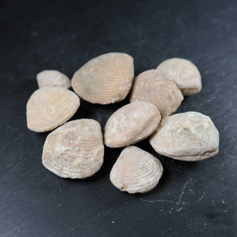 Pelecypod bivalve fossil shells from Assa, Morocco