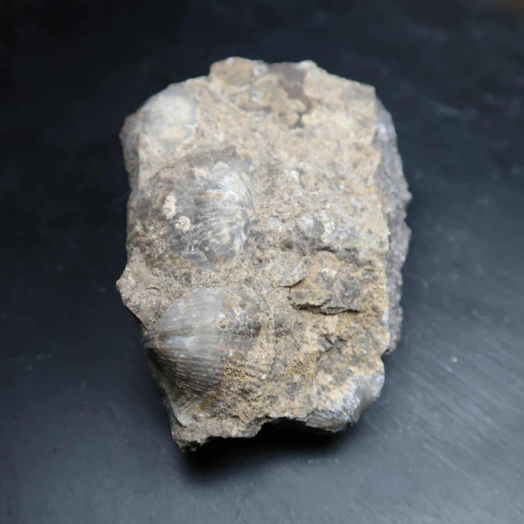 Shelly fossiliferous Limestone from the UK | Buy UK Fossils