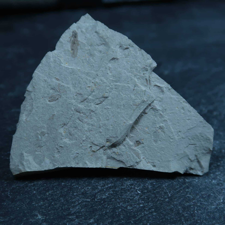 Fly Fossils from China | Buy Yixian Formation Fossils Online