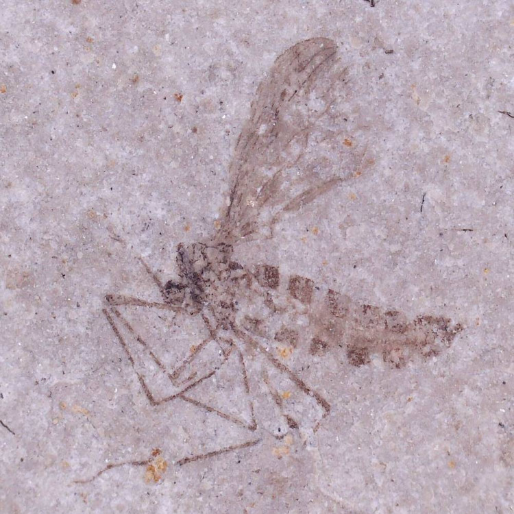 Fly Fossils from China | Buy Yixian Formation Fossils Online