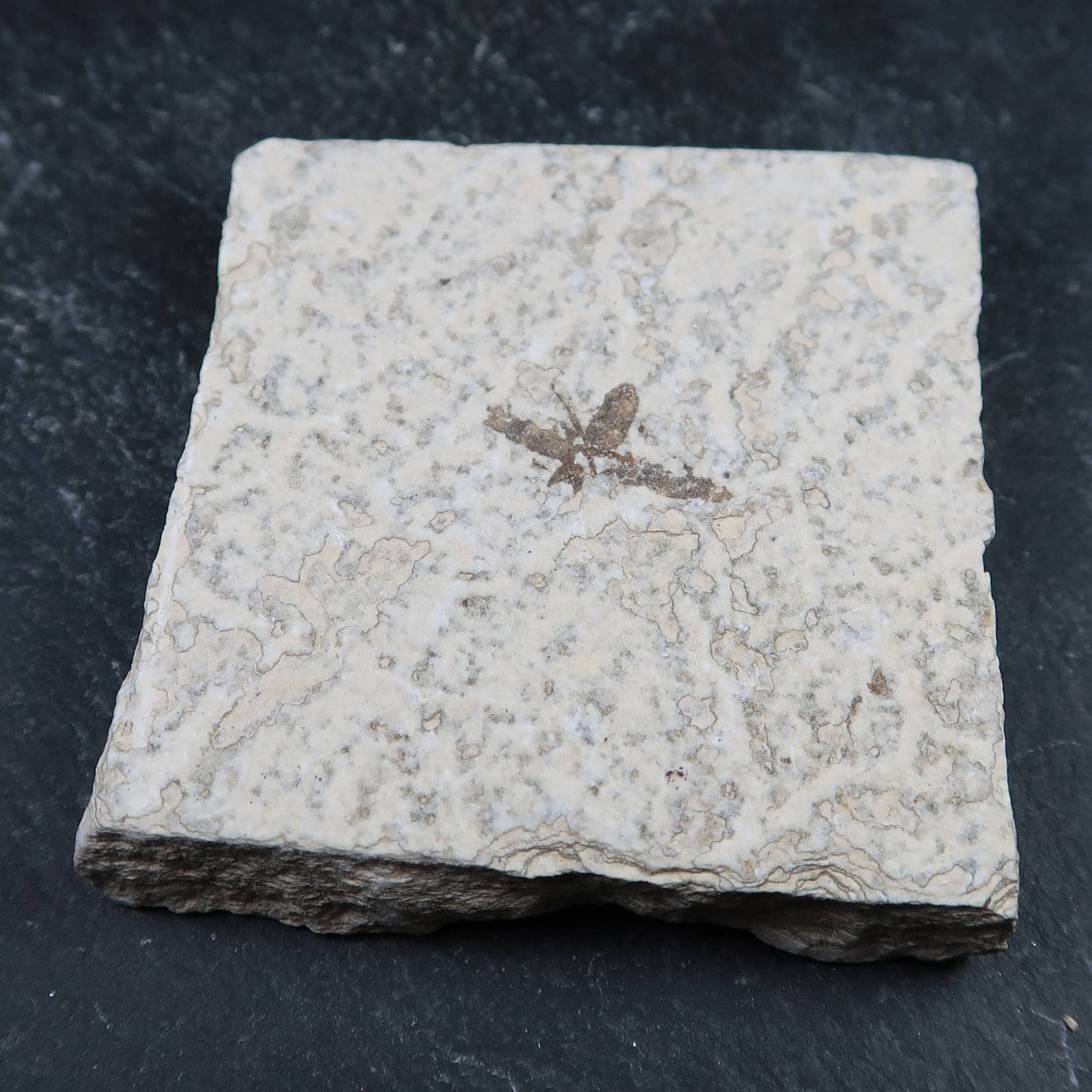 Fly Fossils from Wyoming, USA | Buy Green River Fossils UK