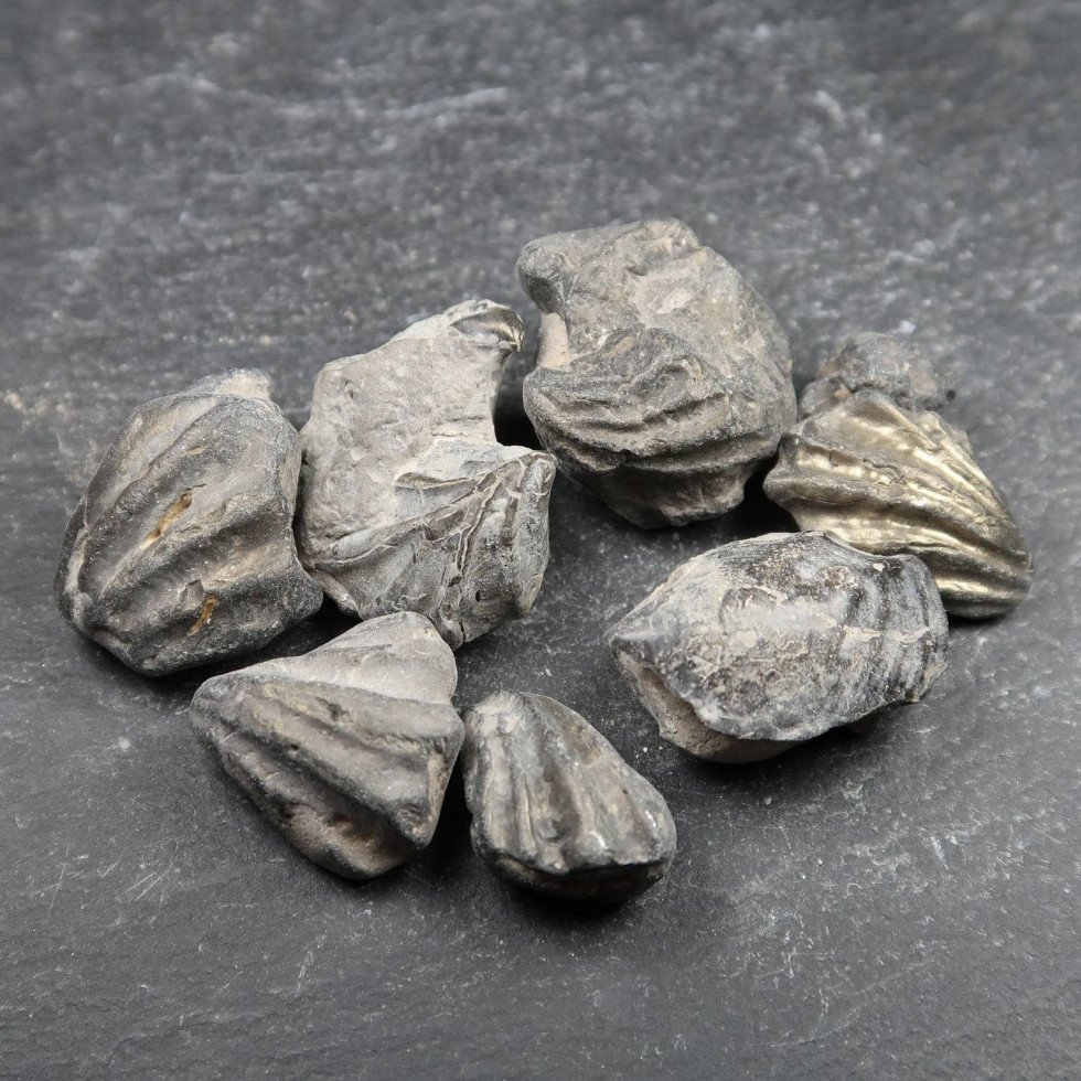 Pyritised Bivalve Fossil Shells - Buy Brachiopod Fossils UK