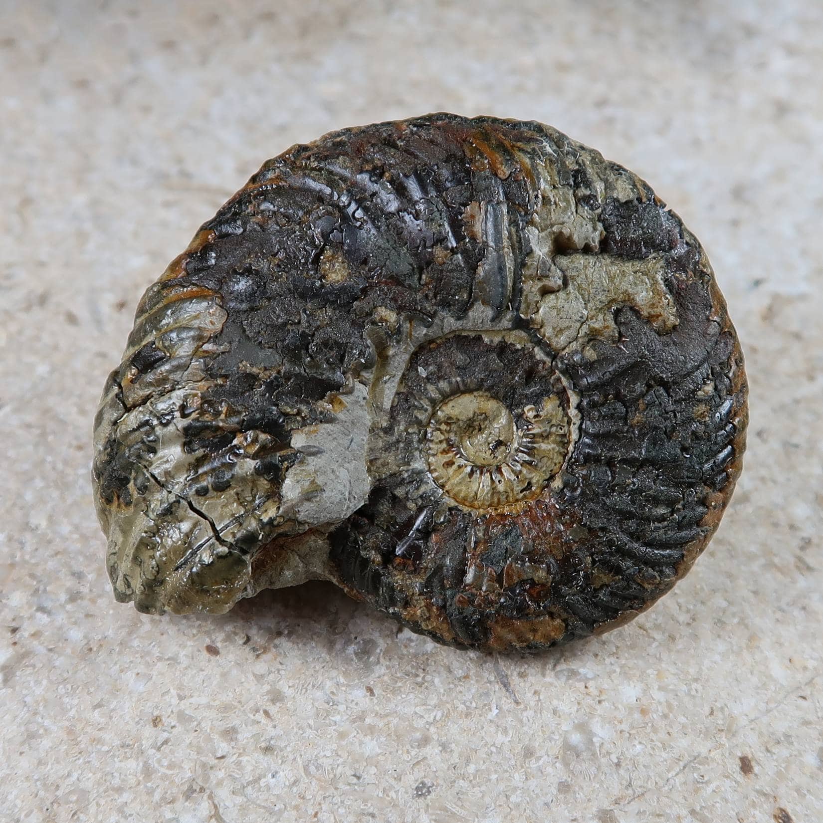 Quenstedtoceras lamberti Ammonites - Buy Ammonite Fossils UK