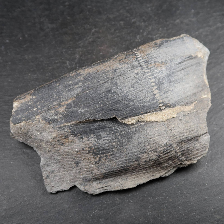 Calamites plant fossils | Buy UK Calamites Fossils Online