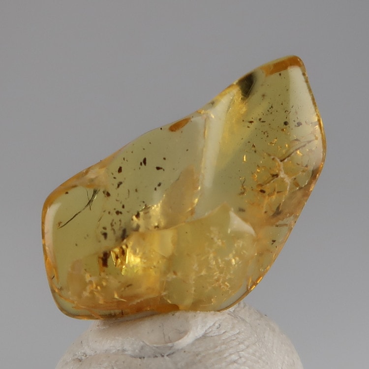 Baltic Amber with inclusions | Buy Amber with plant inclusions UK