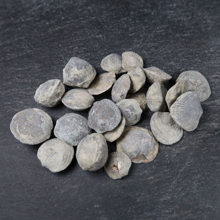 Atrypa brachiopod fossils | Buy UK fossil specimens