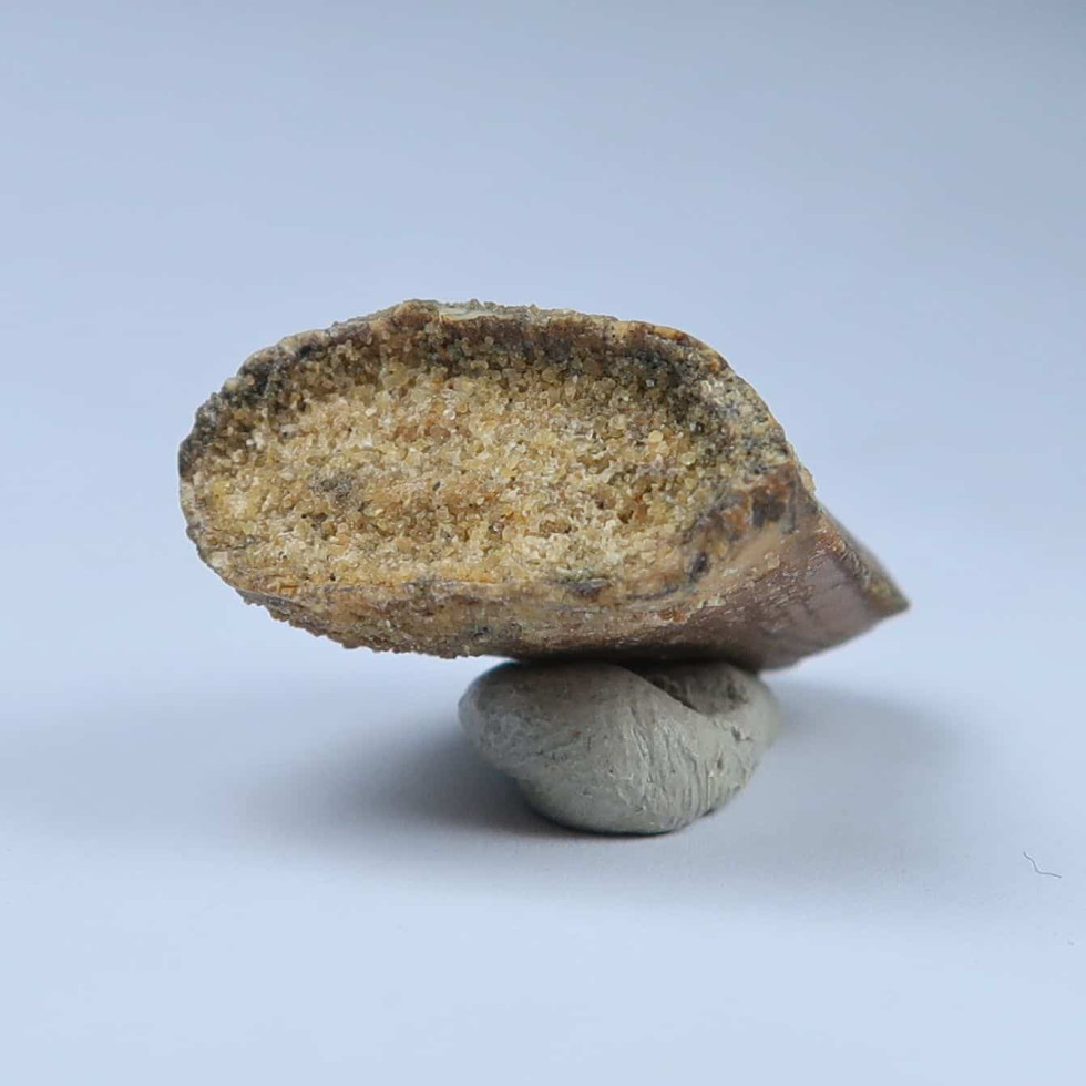 Unidentified dinosaur teeth fossils | Buy dinosaur fossils