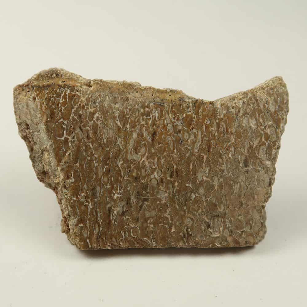 Polished Atlasaurus dinosaur bone slices, Morocco | UK Shop