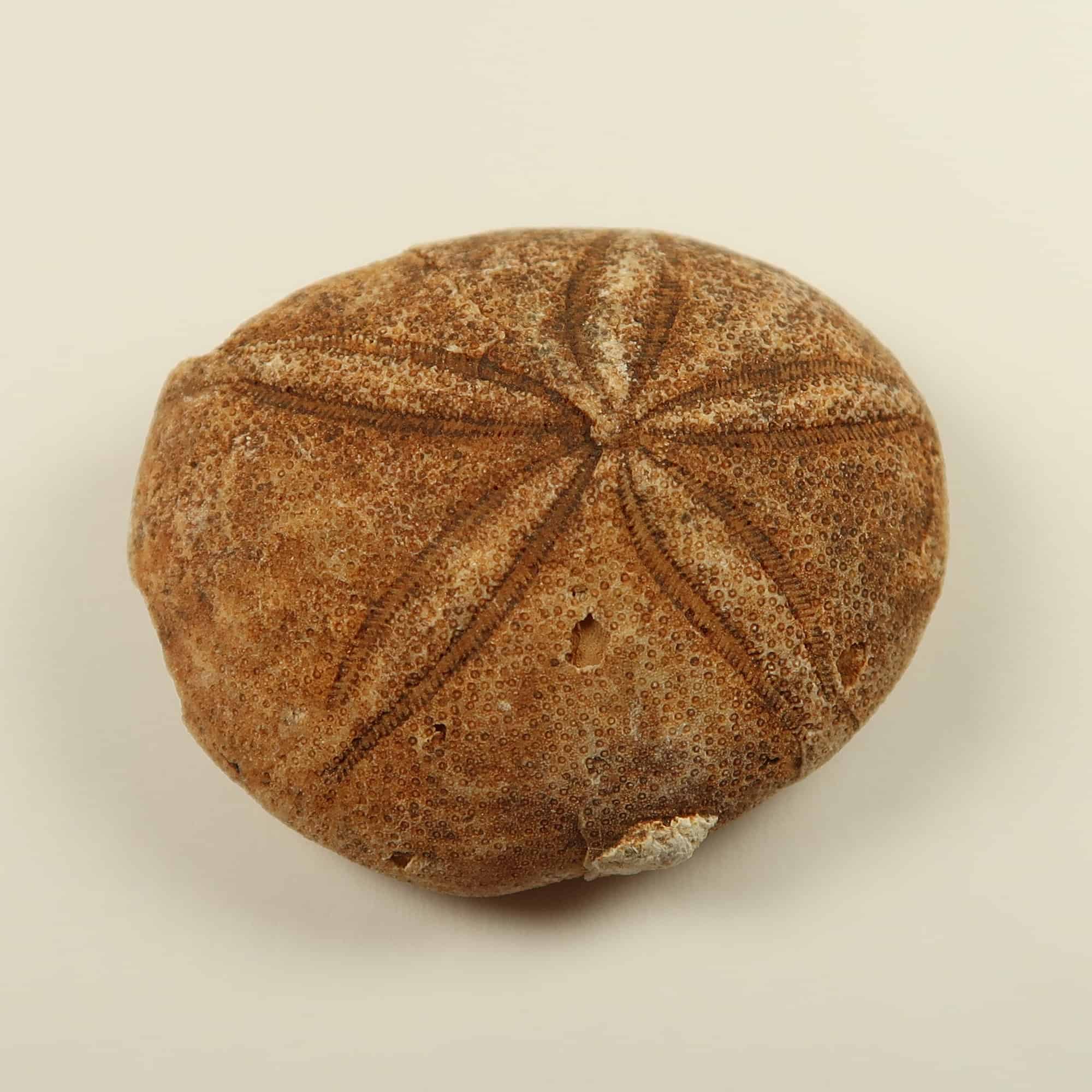 Echinoid Fossils | Echinoid specimens and information | UK Shop