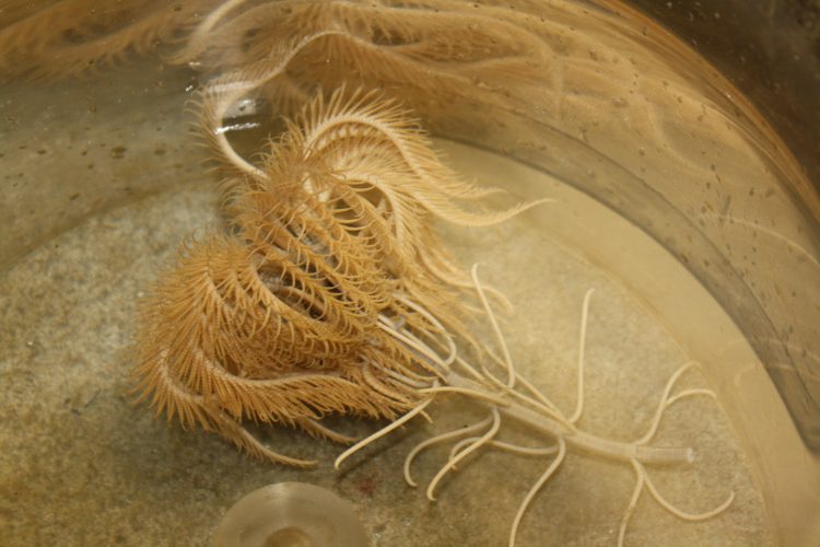 Crinoidal Limestone specimens from Morocco - Silurian Crinoid Fossils