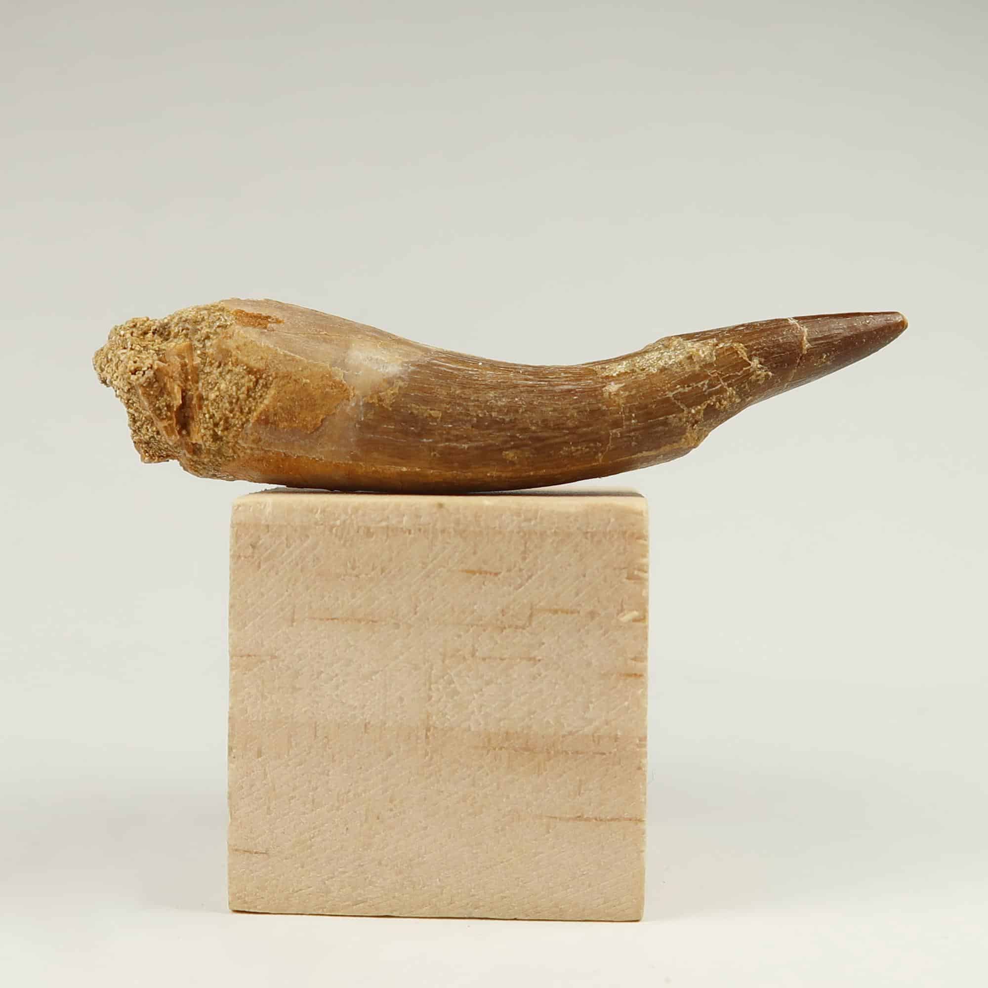 Plesiosaur tooth fossils | Buy marine reptile fossils | UK Shop