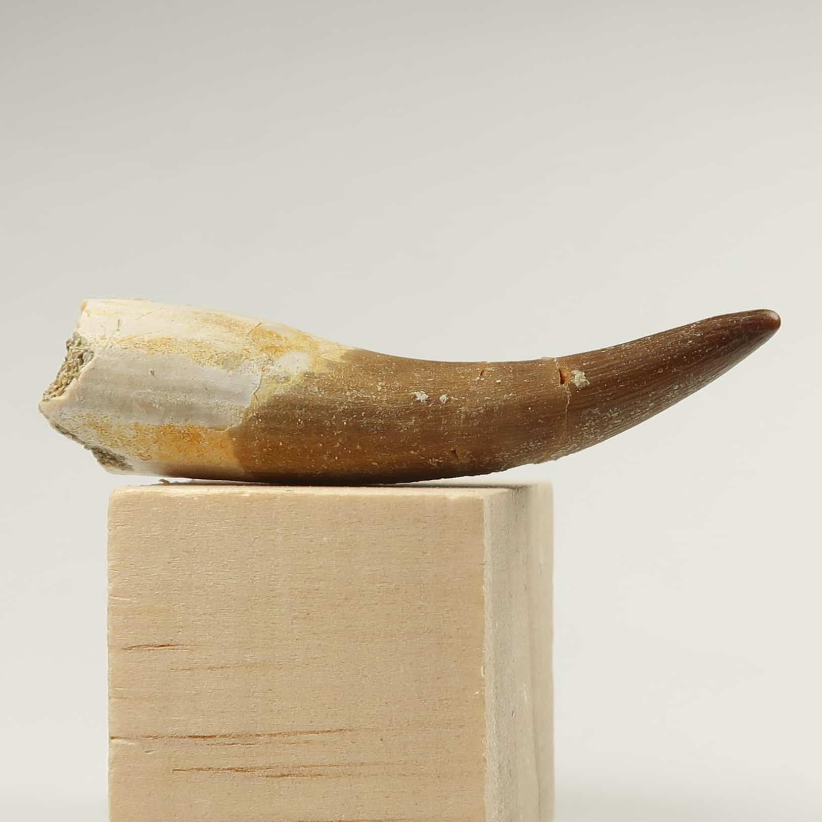 Plesiosaur tooth fossils | Buy marine reptile fossils | UK Shop