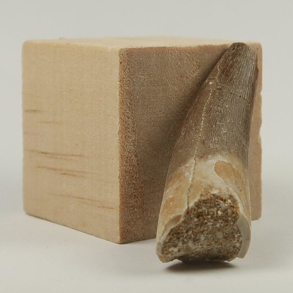 Plesiosaur tooth fossils | Buy marine reptile fossils | UK Shop
