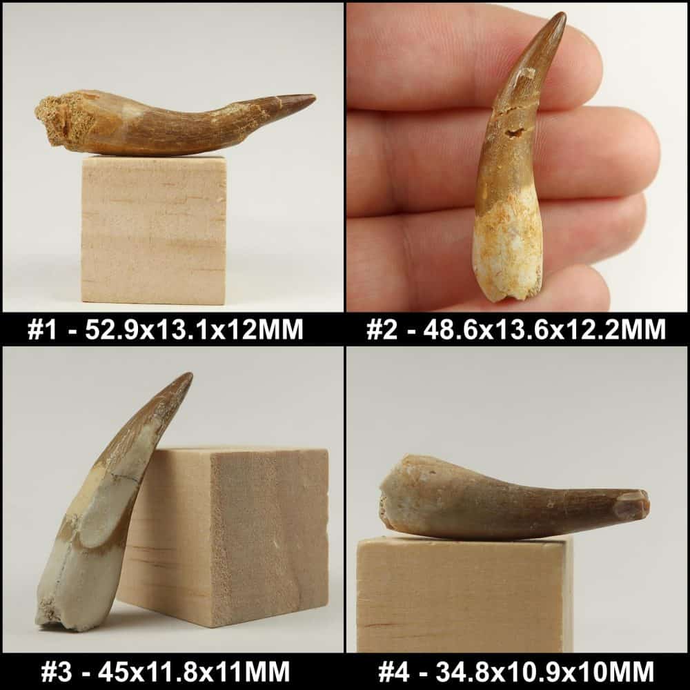 Plesiosaur tooth fossils | Buy marine reptile fossils | UK Shop