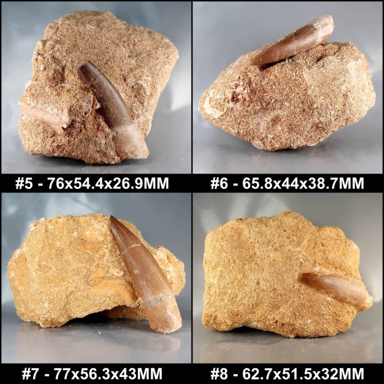 plesiosaur teeth from morocco collage 5 8
