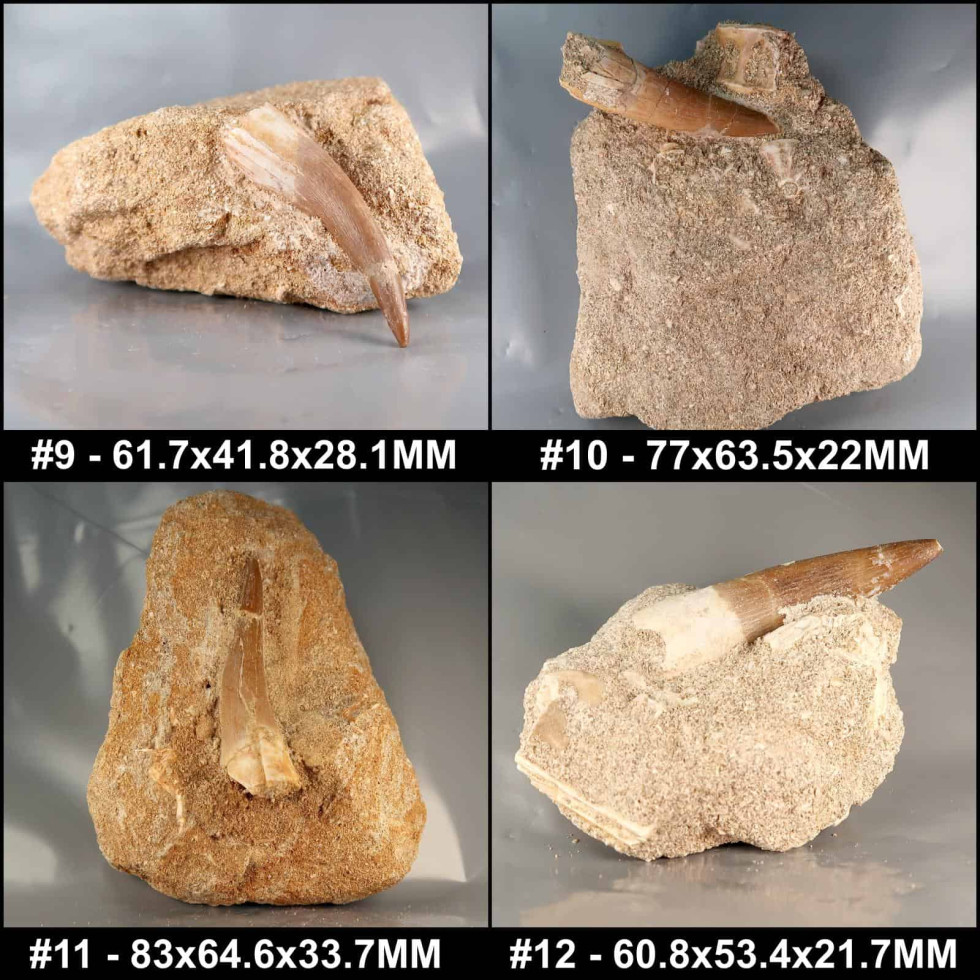 Fossil Plesiosaur teeth on matrix | Buy Marine Reptile fossils