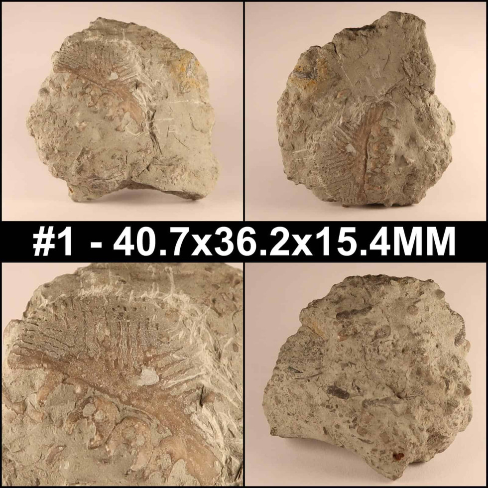 Crotalocrinus rugosus crinoid fossils | Wrens Nest, Dudley UK