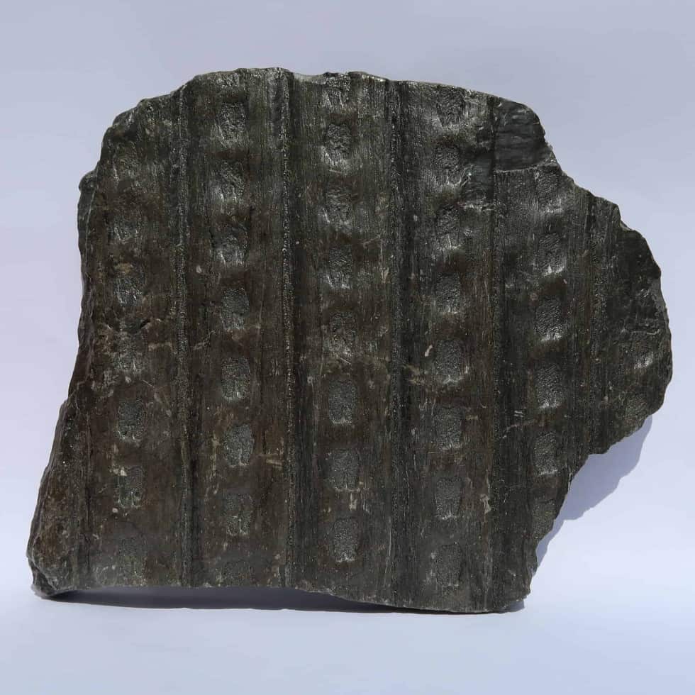 Sigillaria plant fossils | Plant and Fern Fossils | UK Shop