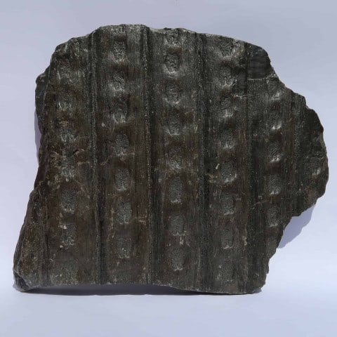 Sigillaria plant fossils | Plant and Fern Fossils | UK Shop