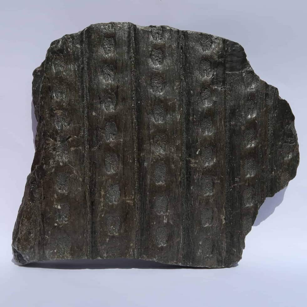 Sigillaria plant fossils | Plant and Fern Fossils | UK Shop