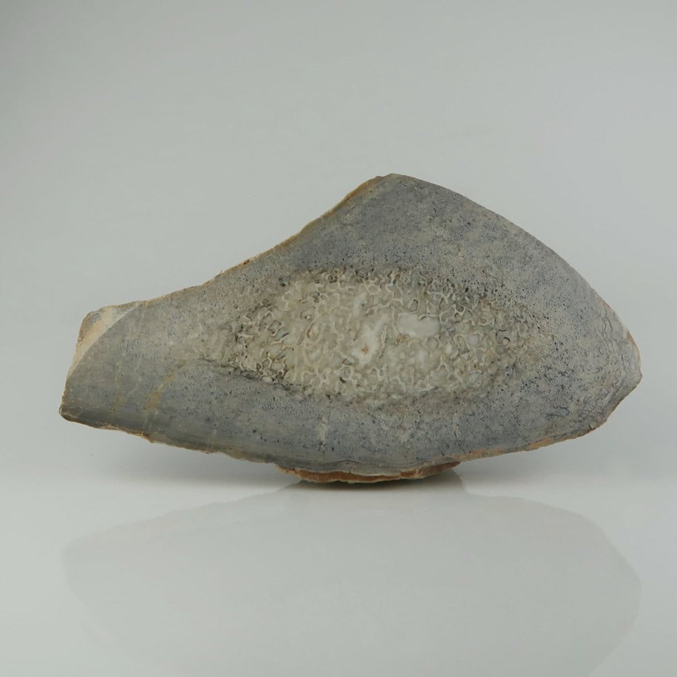 Sauropod dinosaur bone slices from Atlas Mountains, Morocco